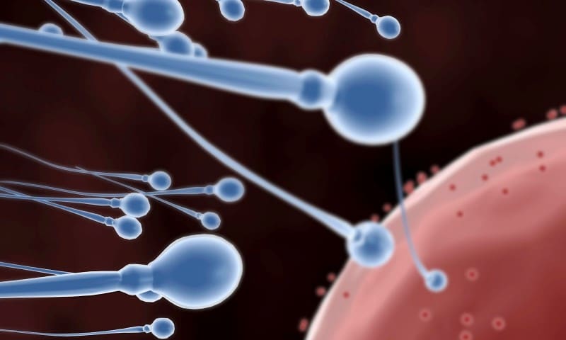 Fecundação – Quais os Sintomas e como ocorre