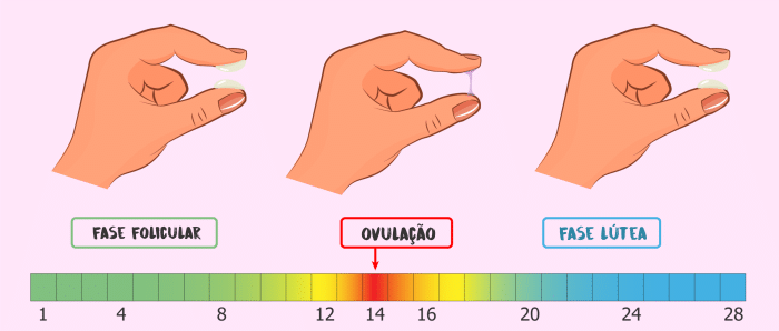 Fase lútea - Como calcular